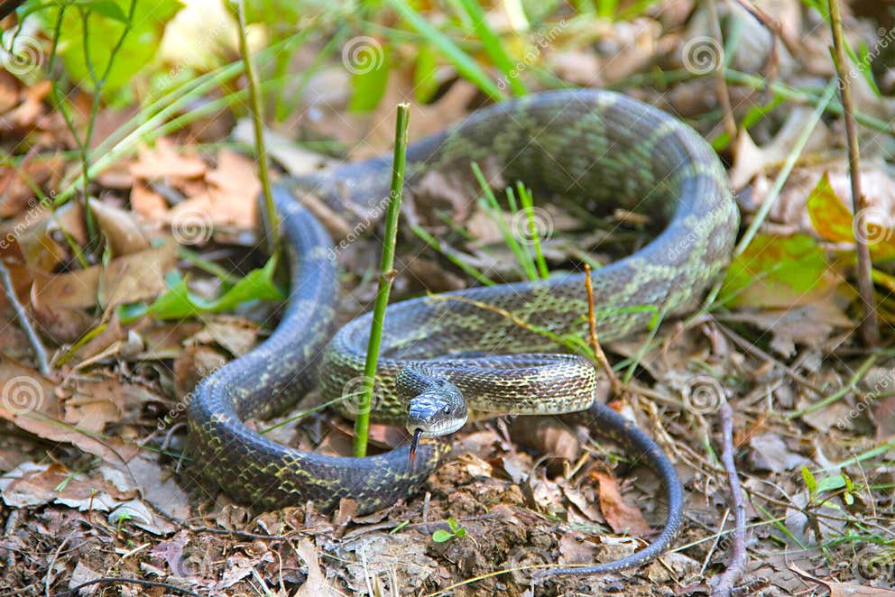 Rat snake poised to strike stock image. Image of camouflage - 29769629