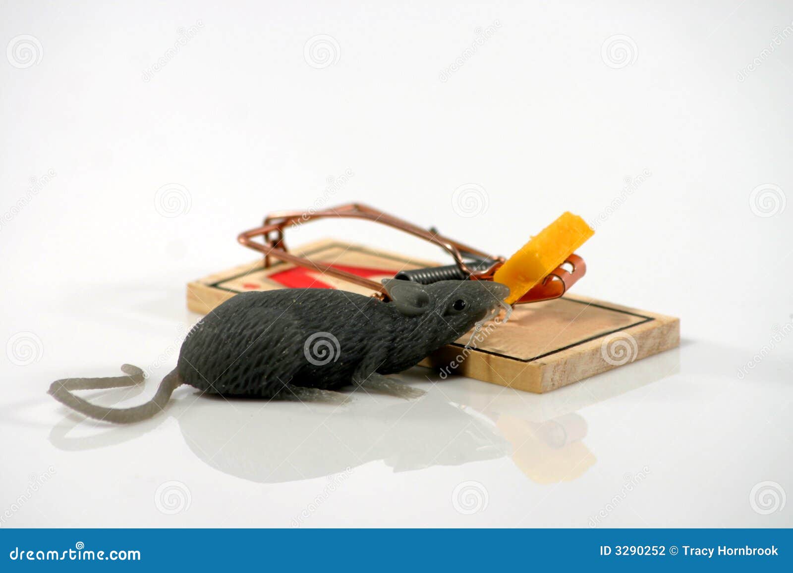 Rat sniffing cheese stock photo. Image of gray, pest, springs - 3290252