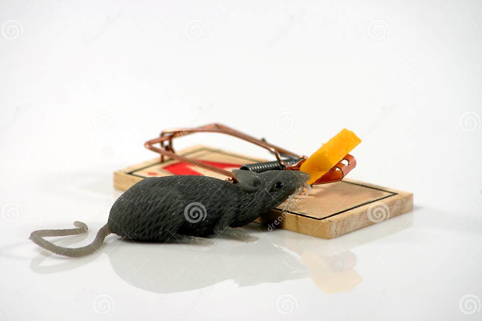 Rat sniffing cheese stock photo. Image of gray, pest, springs - 3290252