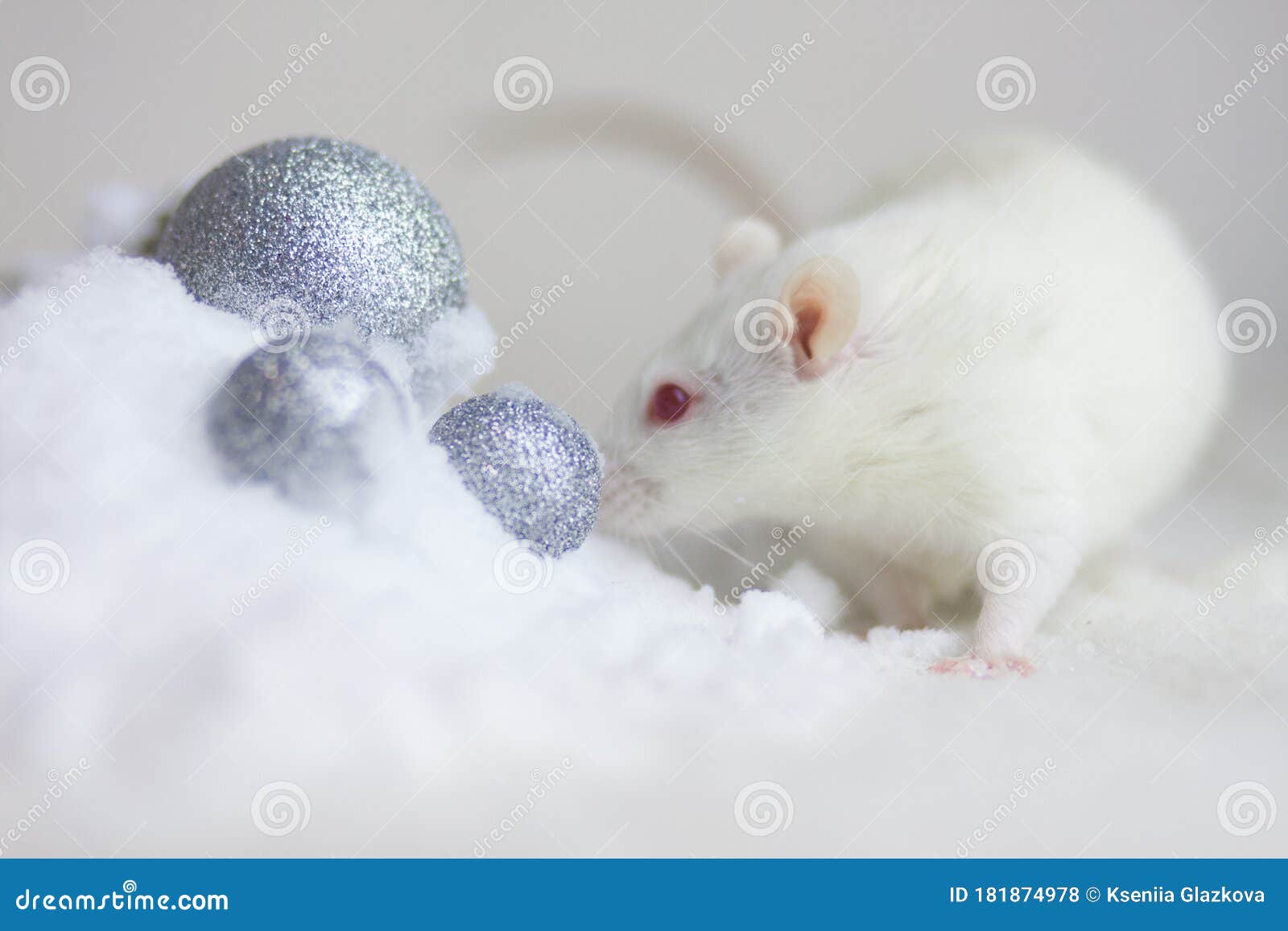 Rat among snow-white heap stock photo. Image of year - 181874978