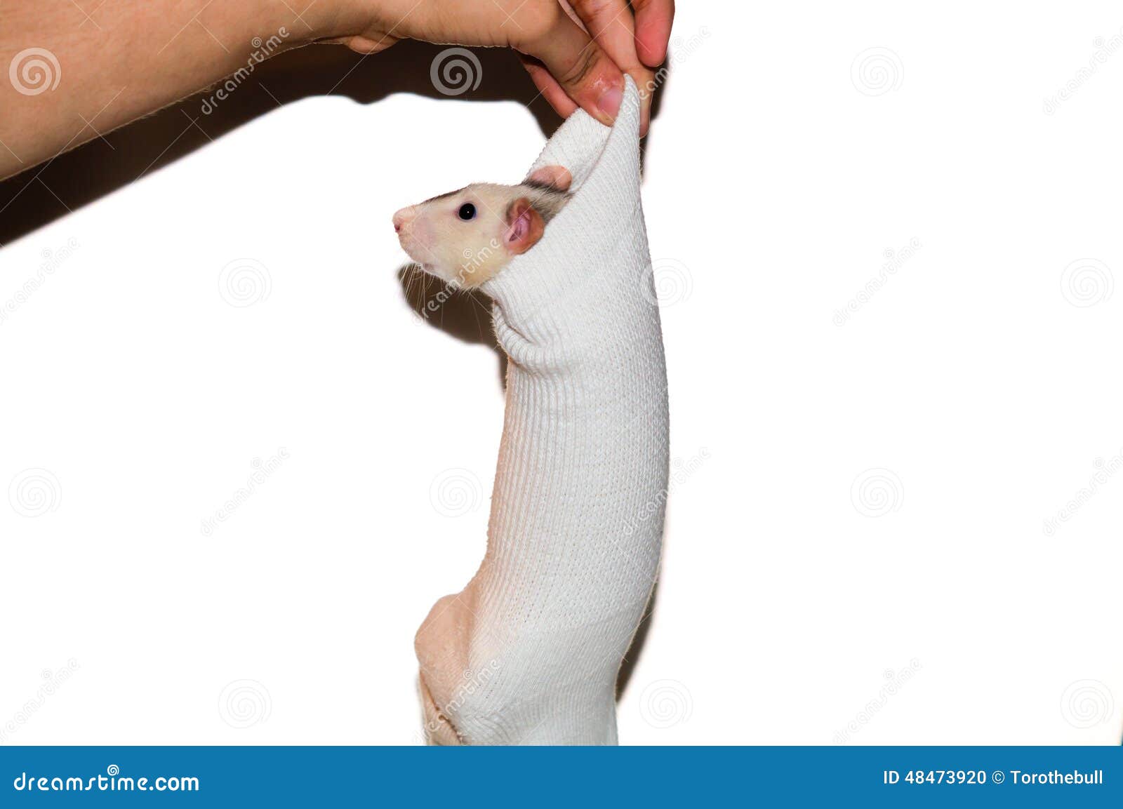 Rat in sock stock photo. Image of dumbo, furbaby, pocketpet - 48473920