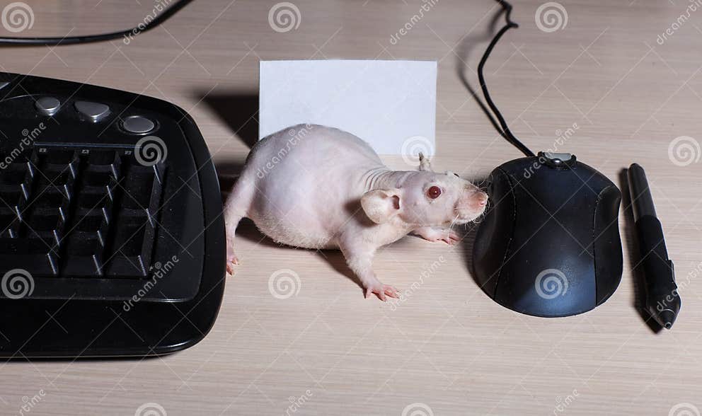 Rat Sphinx stock photo. Image of nose, cute, portrait - 59127590