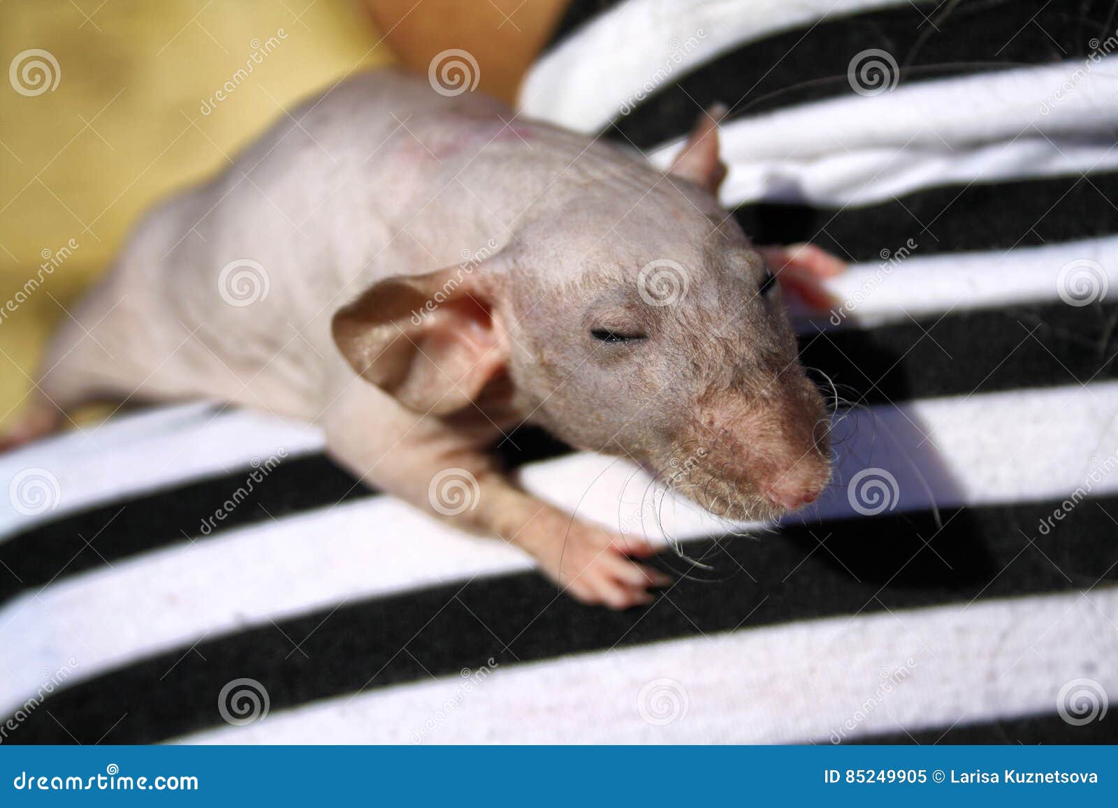 Rat sphinxe stock image. Image of nose, small, mouse - 85249905