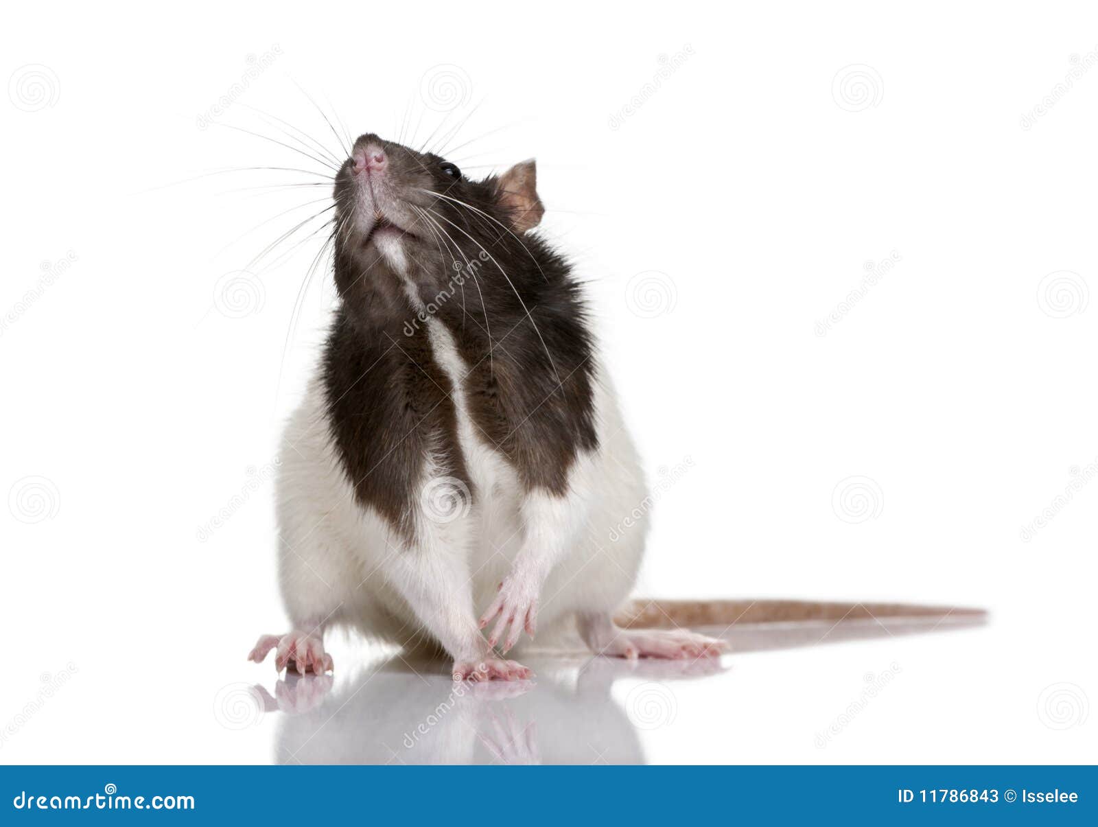 Rat Standing in Front of a White Background Stock Image - Image of ...