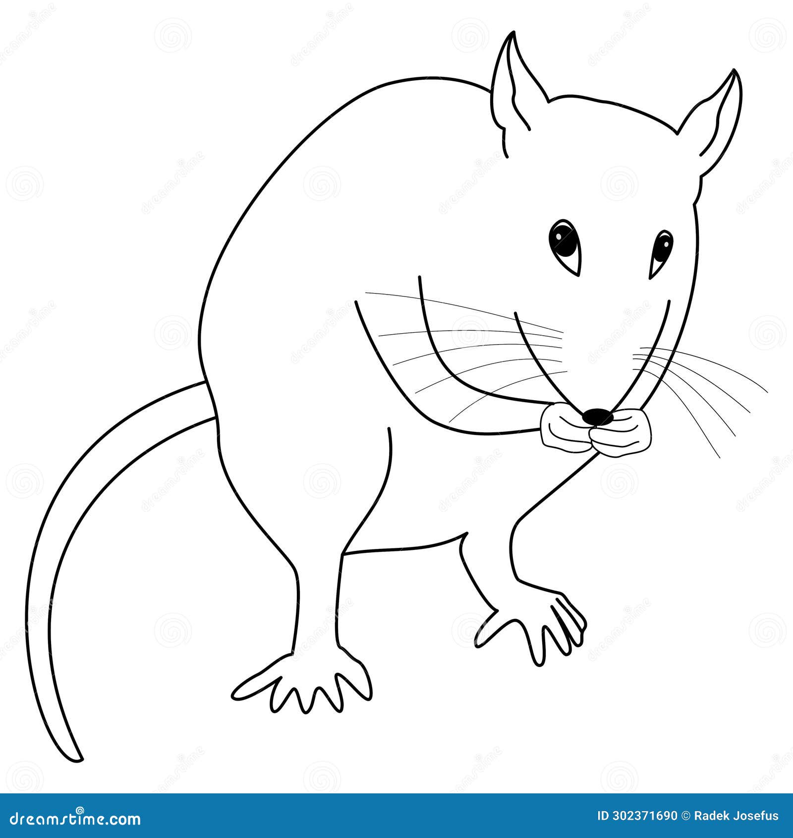 Rat Standing on Hind Legs with Hands in Mouth Stock Vector ...
