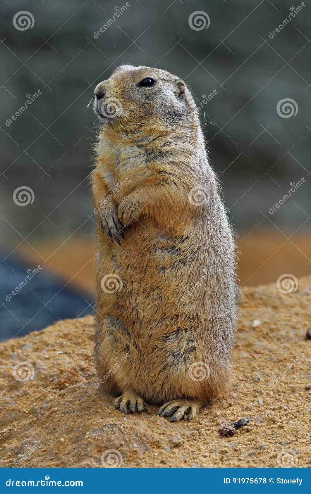 Rat is Standing on Its Two Legs Stock Photo - Image of mountain, head ...