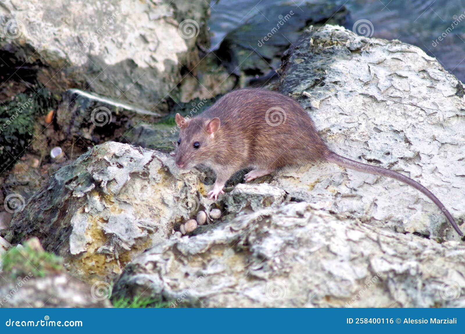 A rat on the river bank stock photo. Image of rodent - 258400116