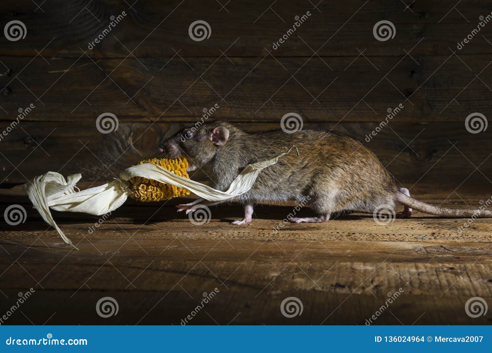 Rat stealing corn stock photo. Image of mammal, cute - 136024964