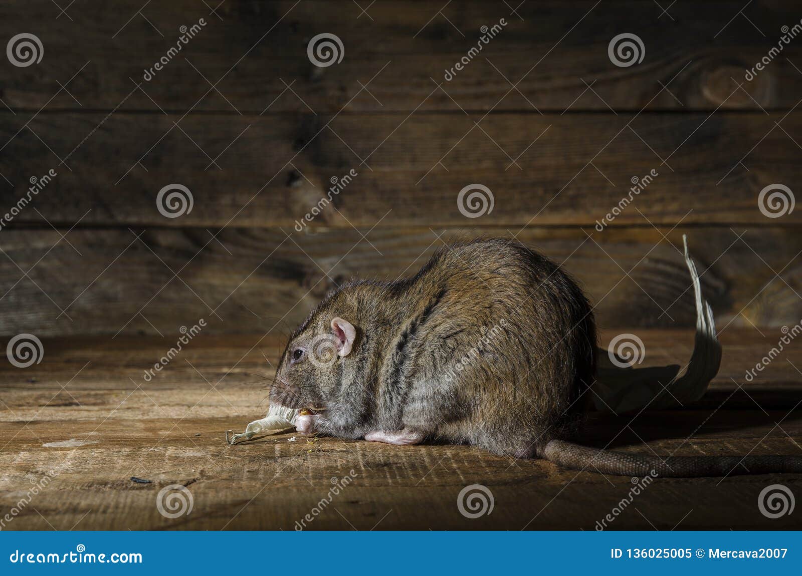 Rat stealing corn stock image. Image of nature, feed - 136025005