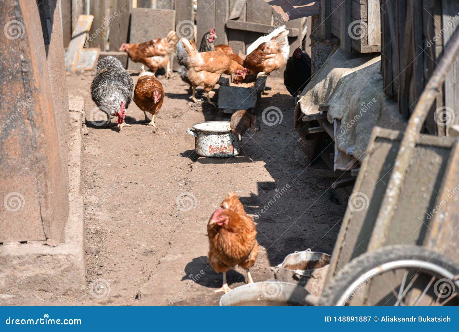 Rat Steals Food in the Poultry Yard Stock Image - Image of small ...