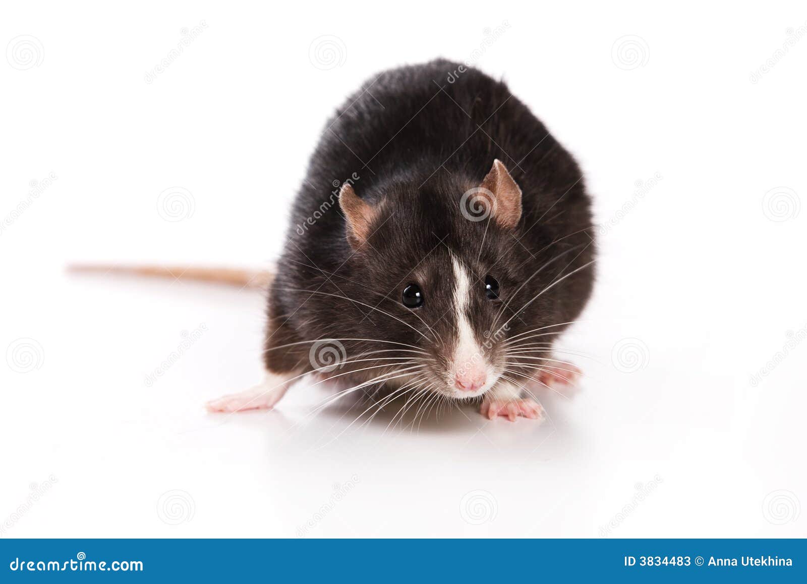 Rat sur le fond blanc image stock. Image du adorable, fouineur - 3834483
