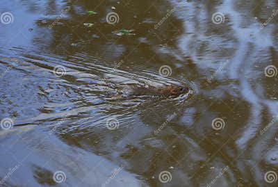 Rat Swims in the Muddy Water of the River Stock Photo - Image of water ...