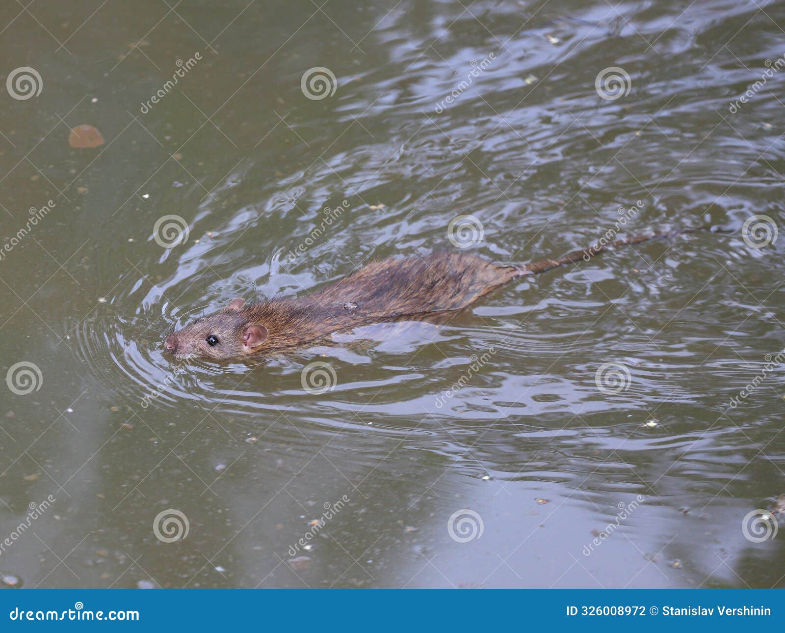 Rat Swims in the Muddy Water of the River Stock Photo - Image of mammal ...