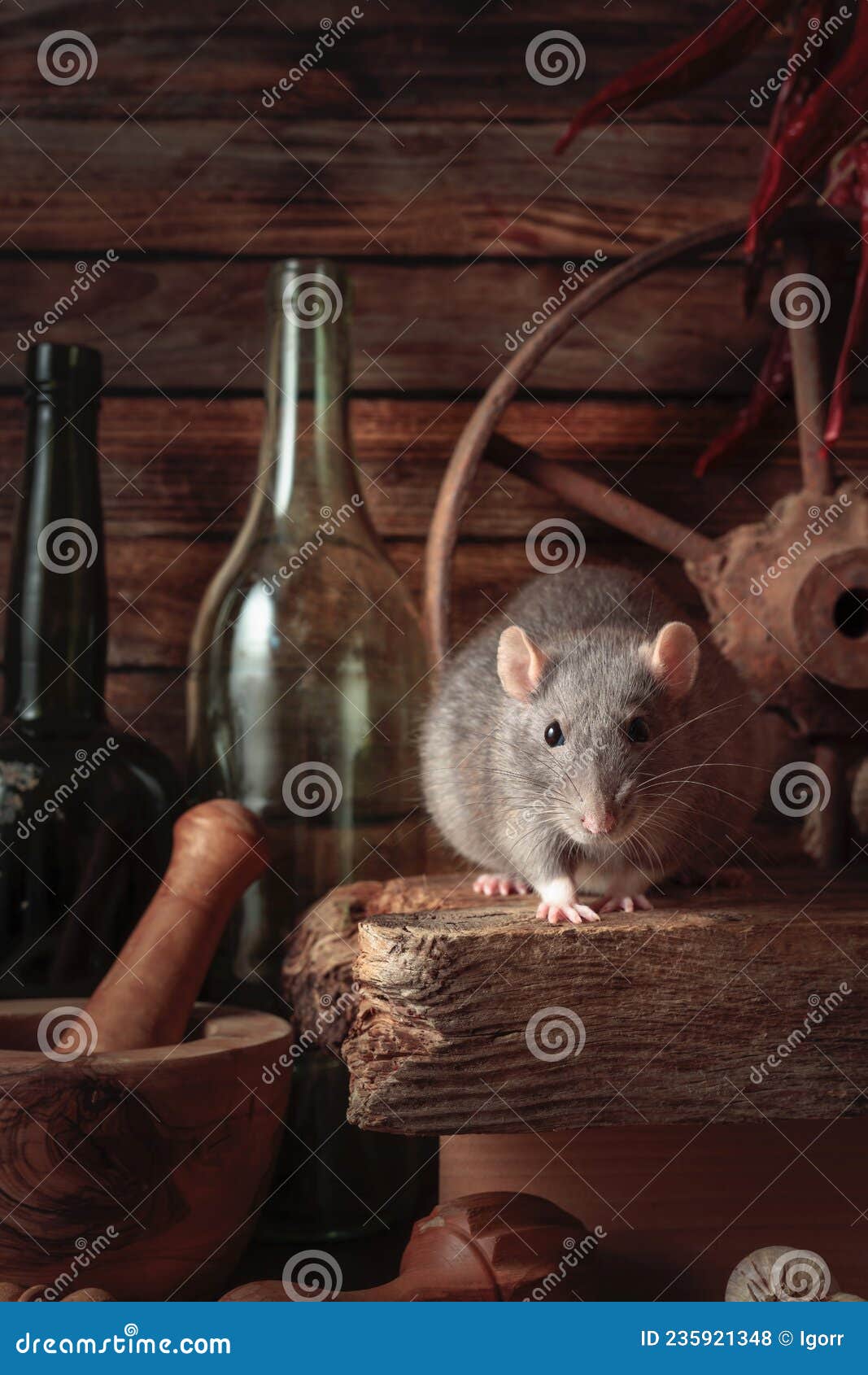 Rat on a Table in an Old Shed Stock Photo - Image of domestic, animal ...