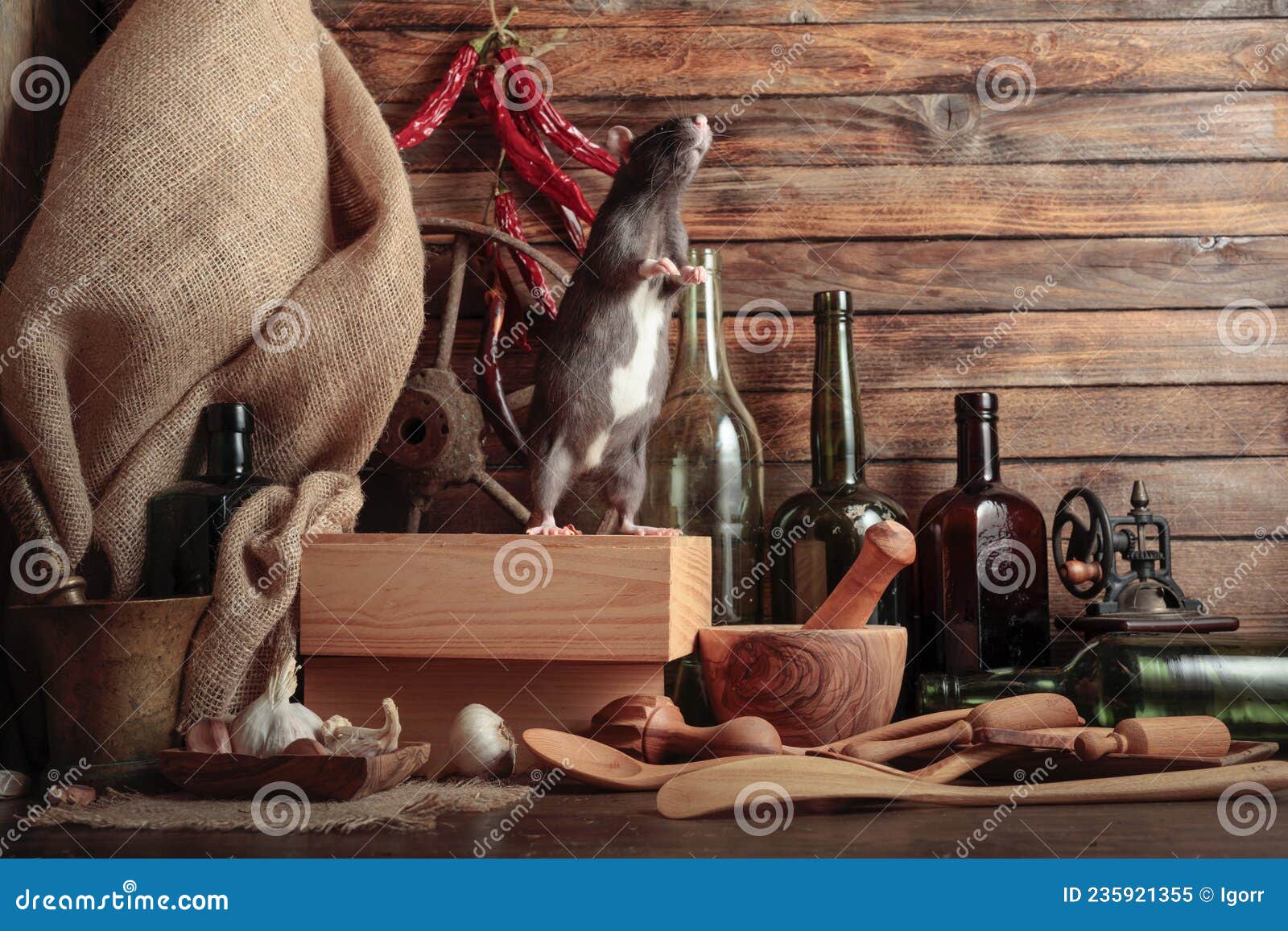 Rat on a Table in an Old Shed Stock Image - Image of animal, funny ...