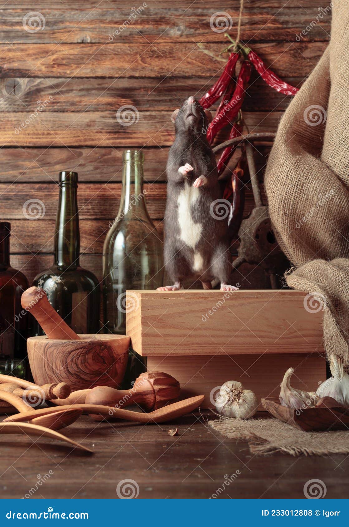 Rat on a Table in an Old Shed Stock Photo - Image of bottle, mortar ...