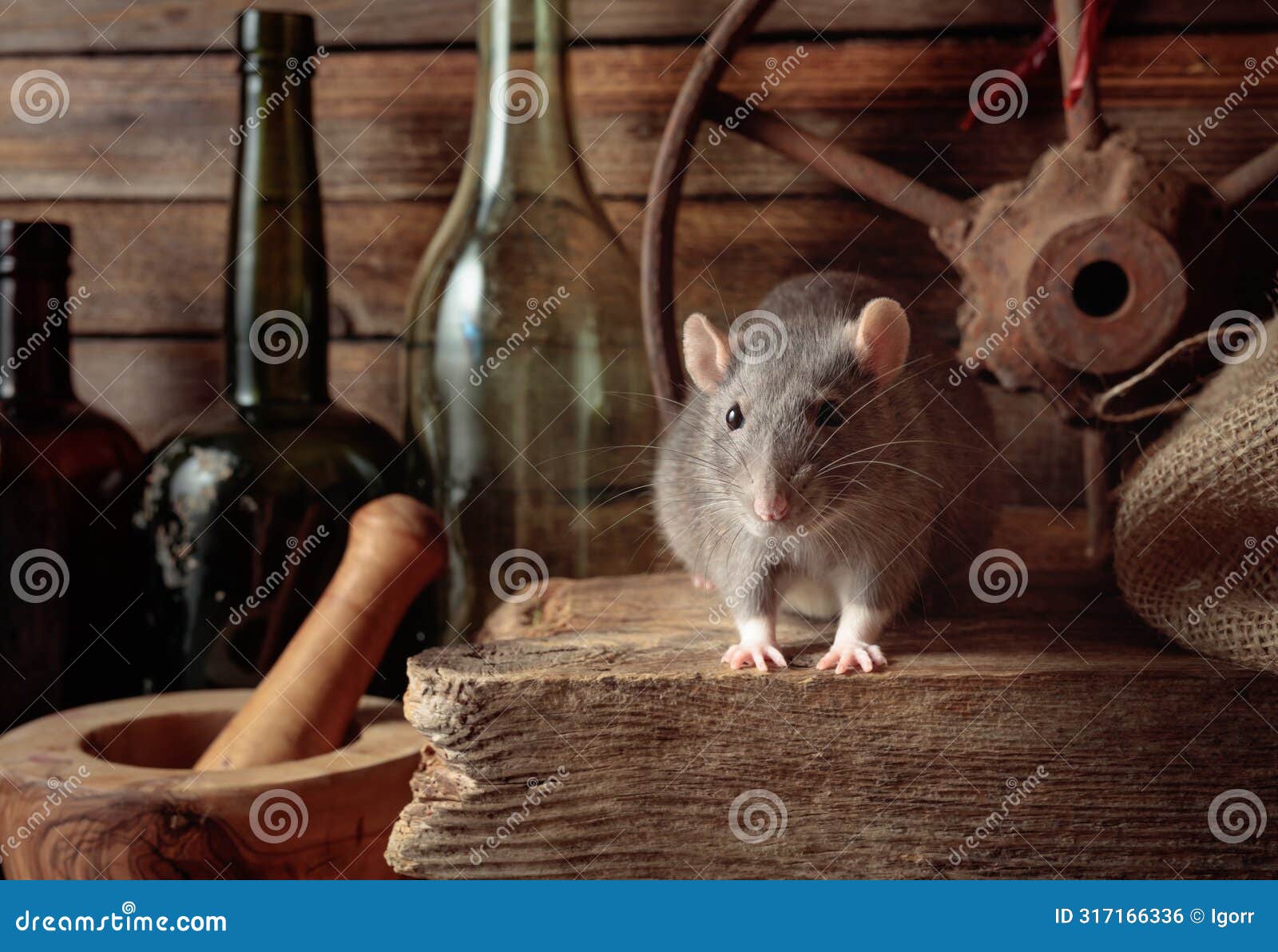Rat on a Table in an Old Shed Stock Photo - Image of house, cute: 317166336
