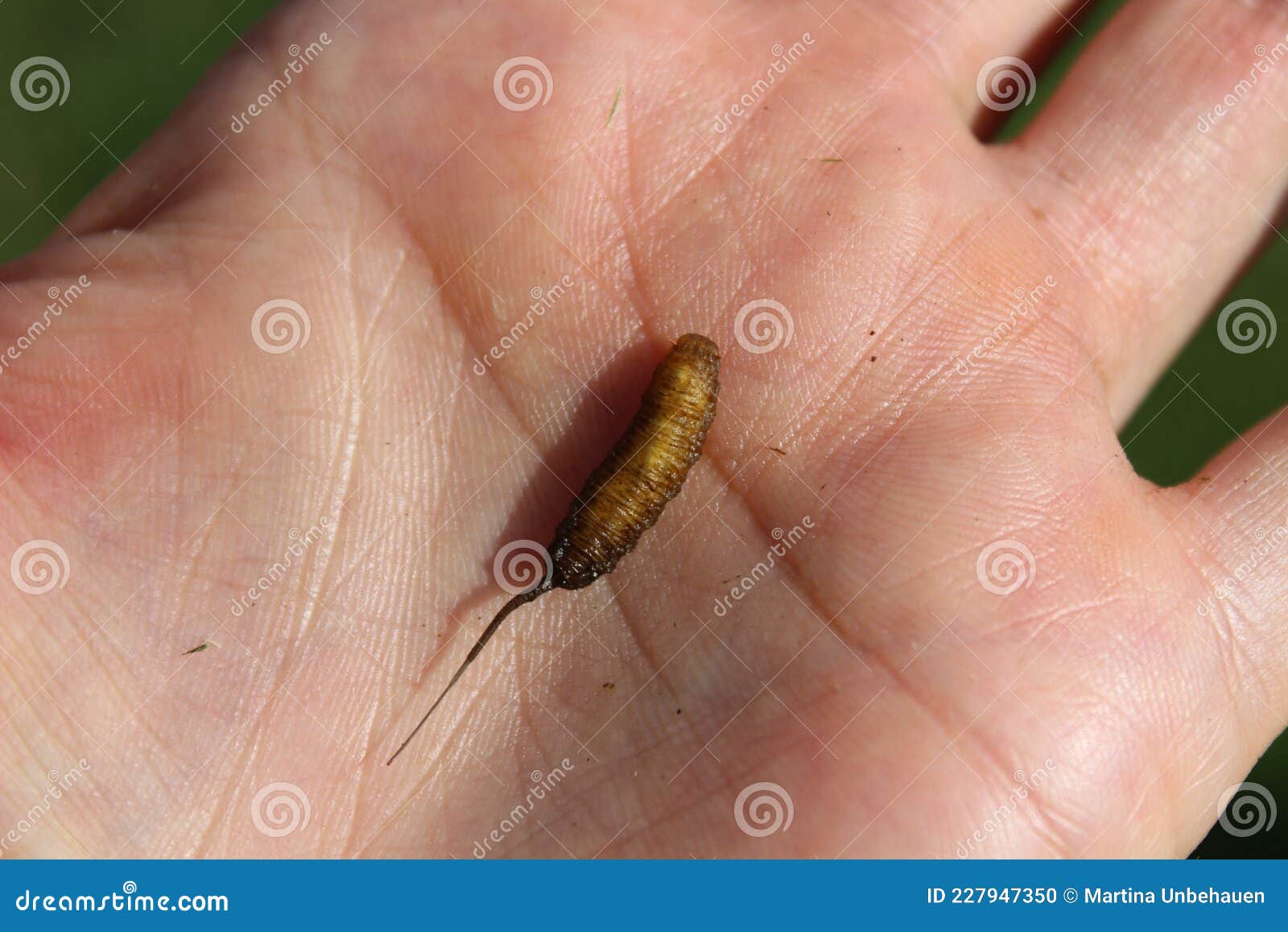 Rat Tailed Maggot Stock Photos - Free & Royalty-Free Stock Photos from ...