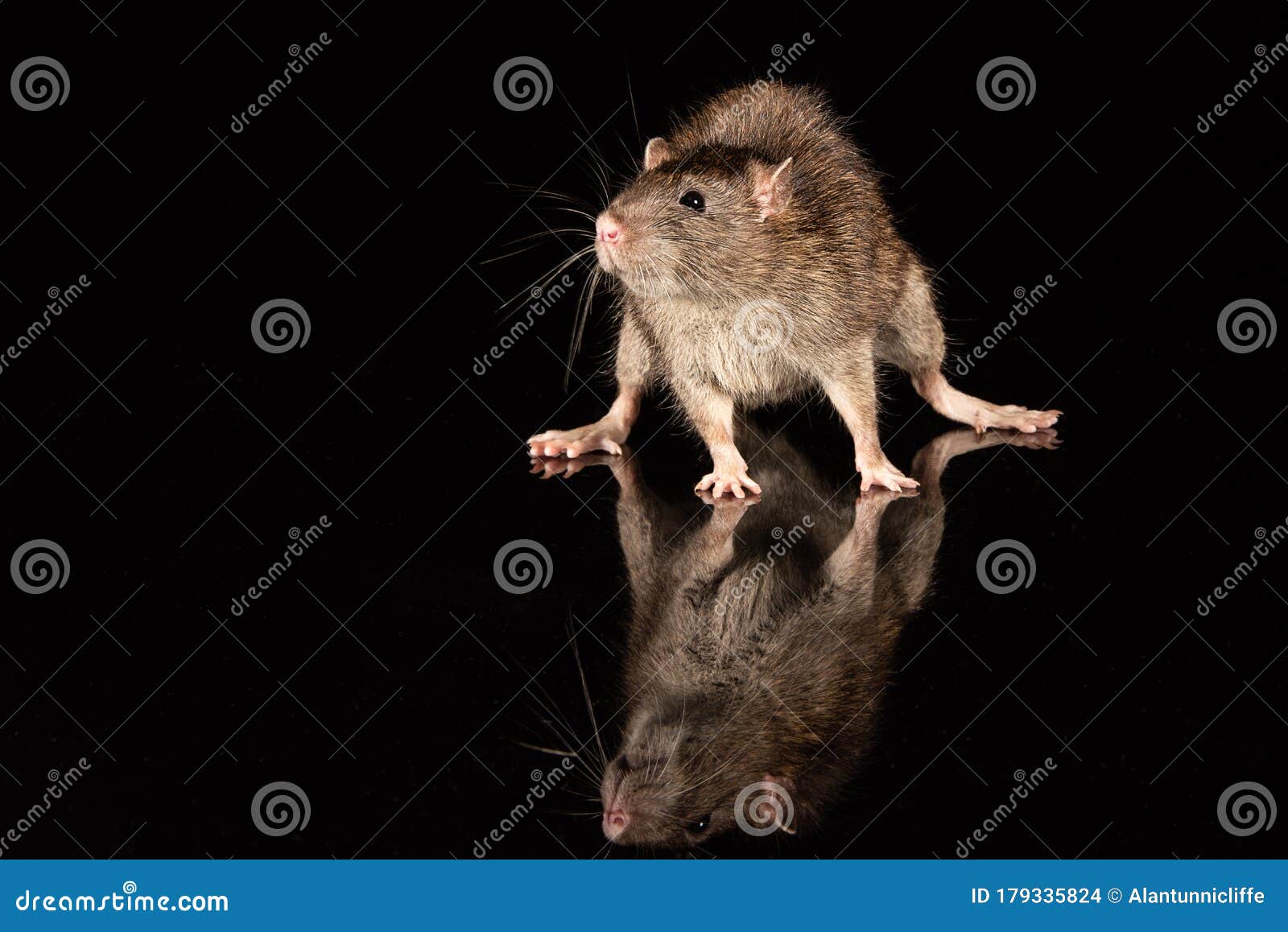 A Rat Taken Against a Black Background Stock Photo - Image of looking ...