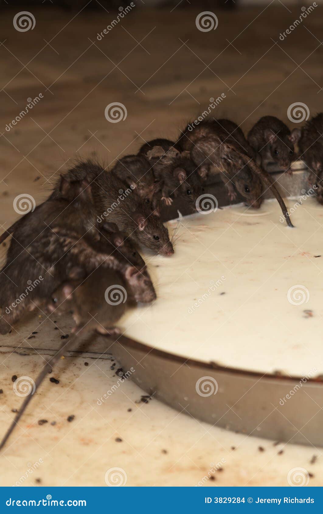 Rat Temple stock photo. Image of indian, religious, church - 3829284