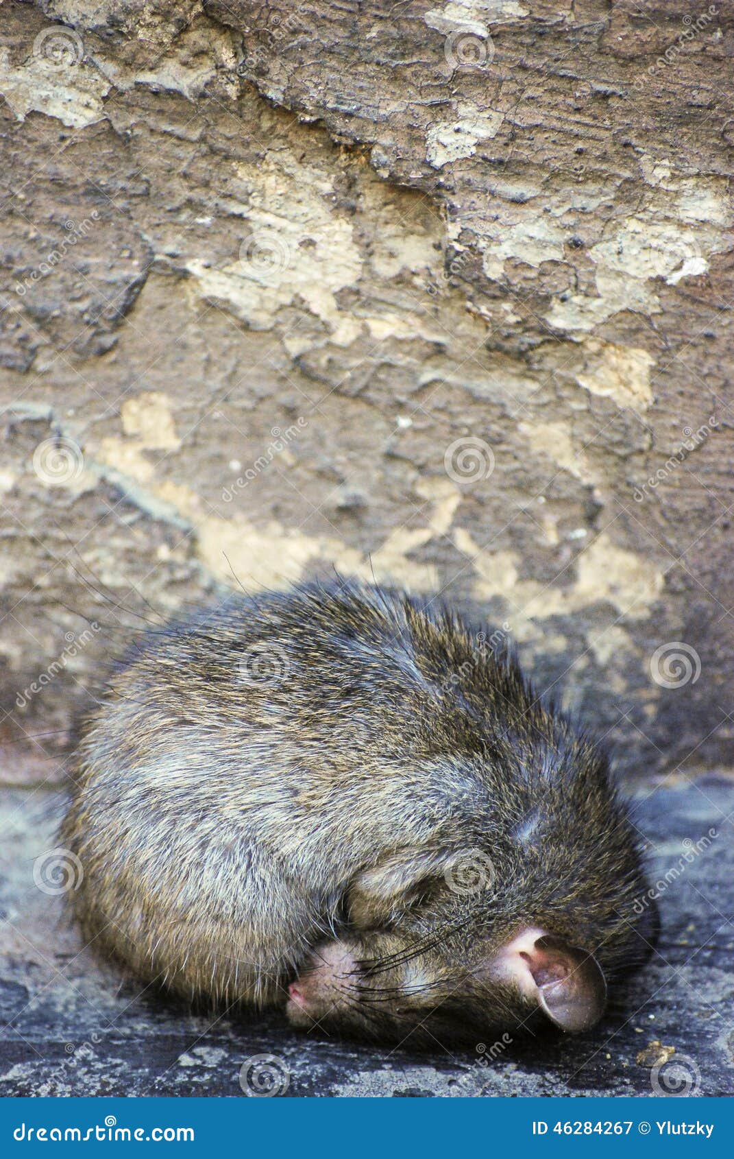 Rat Temple in Deshnok, India (Karni Mata Temple) Stock Image - Image of ...