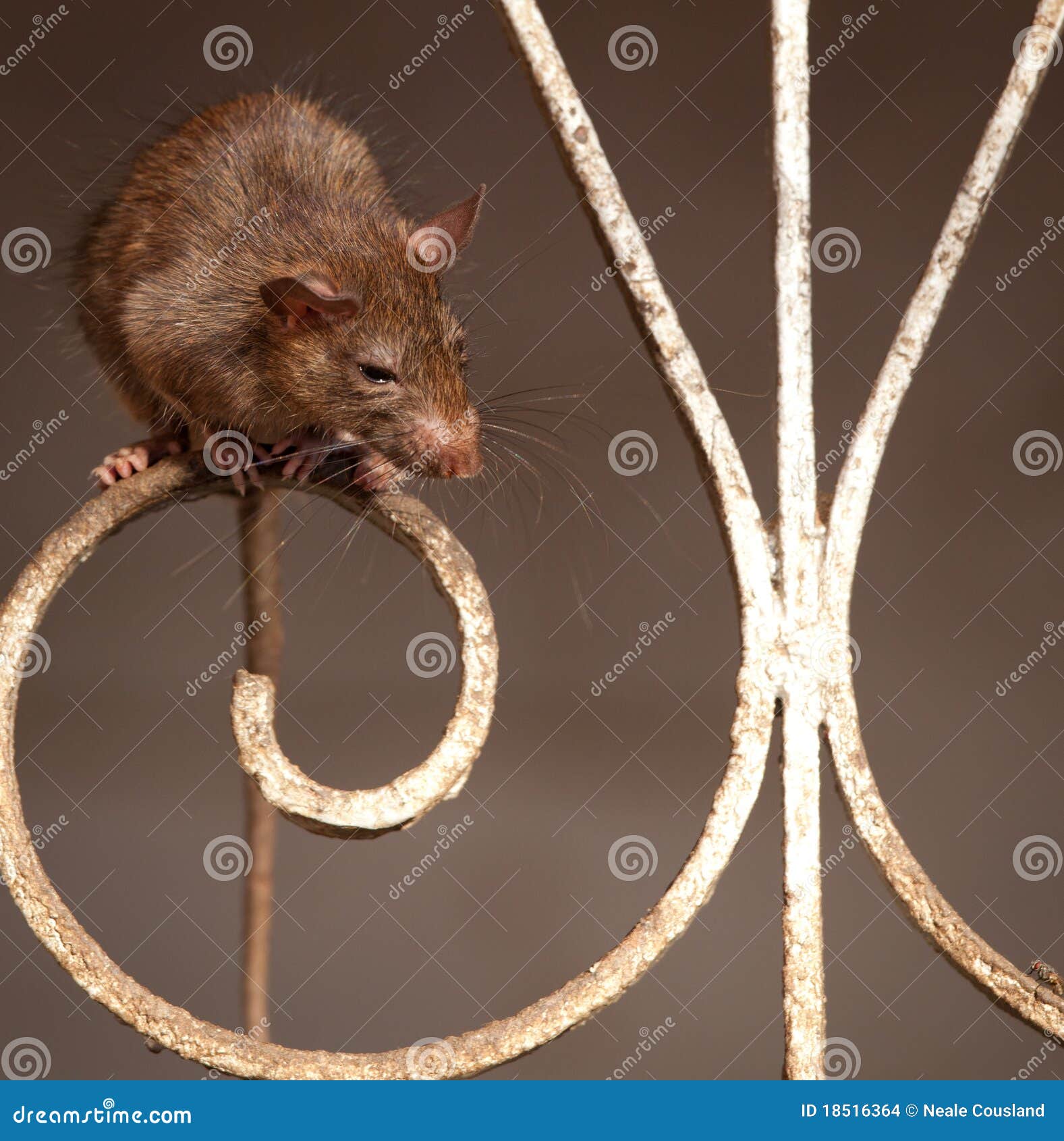 Rat temple in Deshnoke stock photo. Image of india, mouse - 18516364