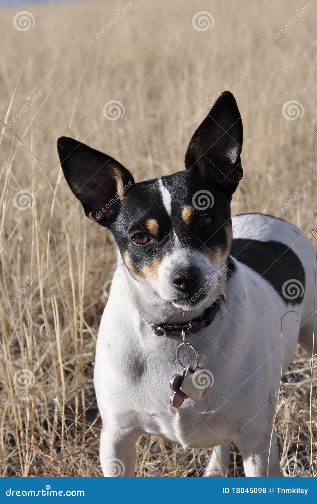 Rat terrier stock photo. Image of adorable, white, field - 18045098