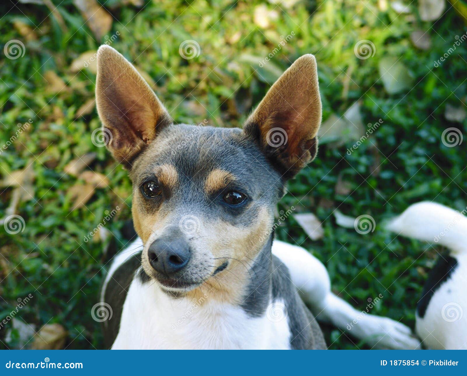 Rat terrier stock photo. Image of attentive, cute, purebred - 1875854