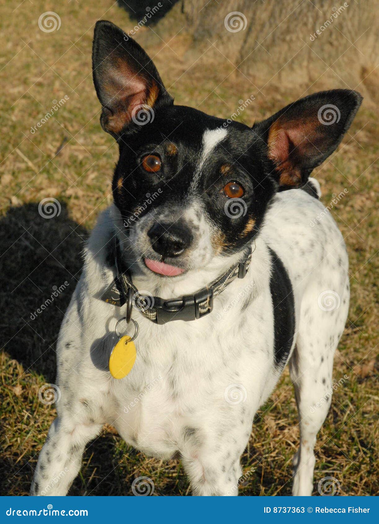 Rat Terrier stock image. Image of energy, puppy, terrier - 8737363