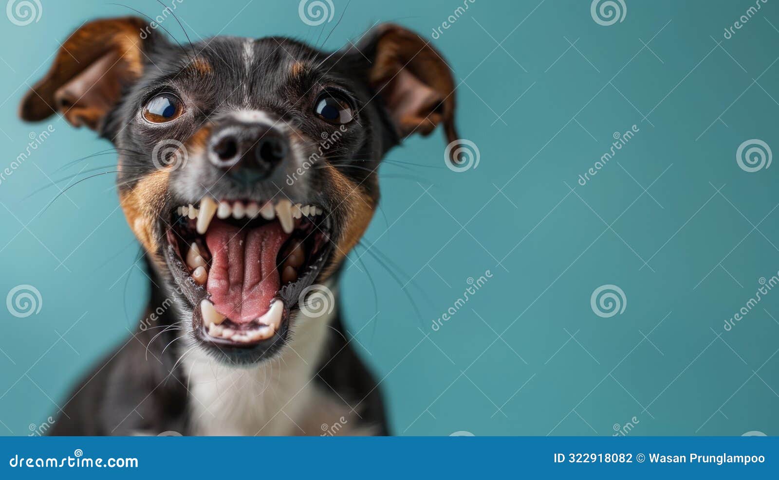 Rat Terrier, Angry Dog Baring Its Teeth, Studio Lighting Pastel ...