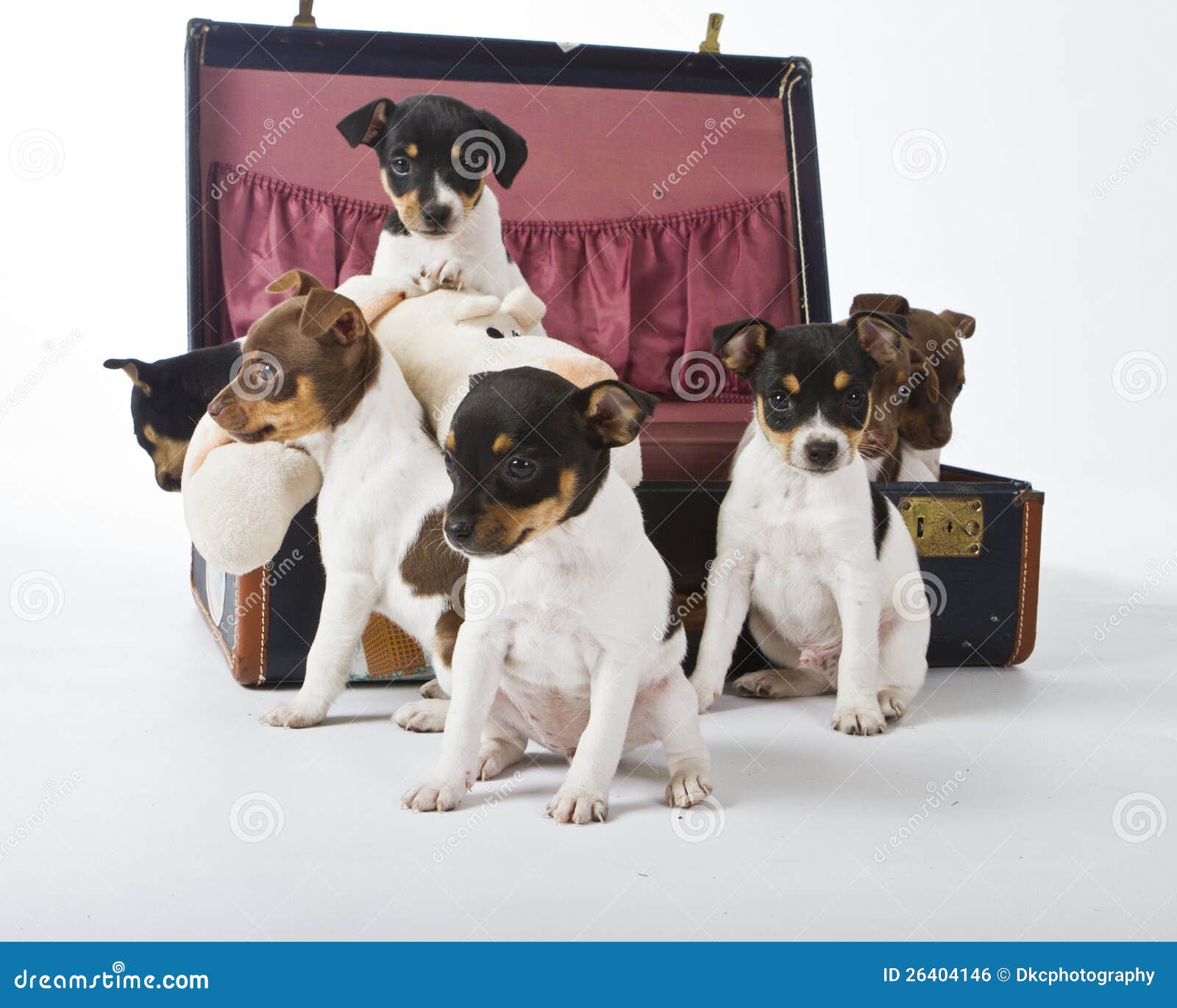 Rat Terrier Puppies stock photo. Image of puppies, terrier - 26404146