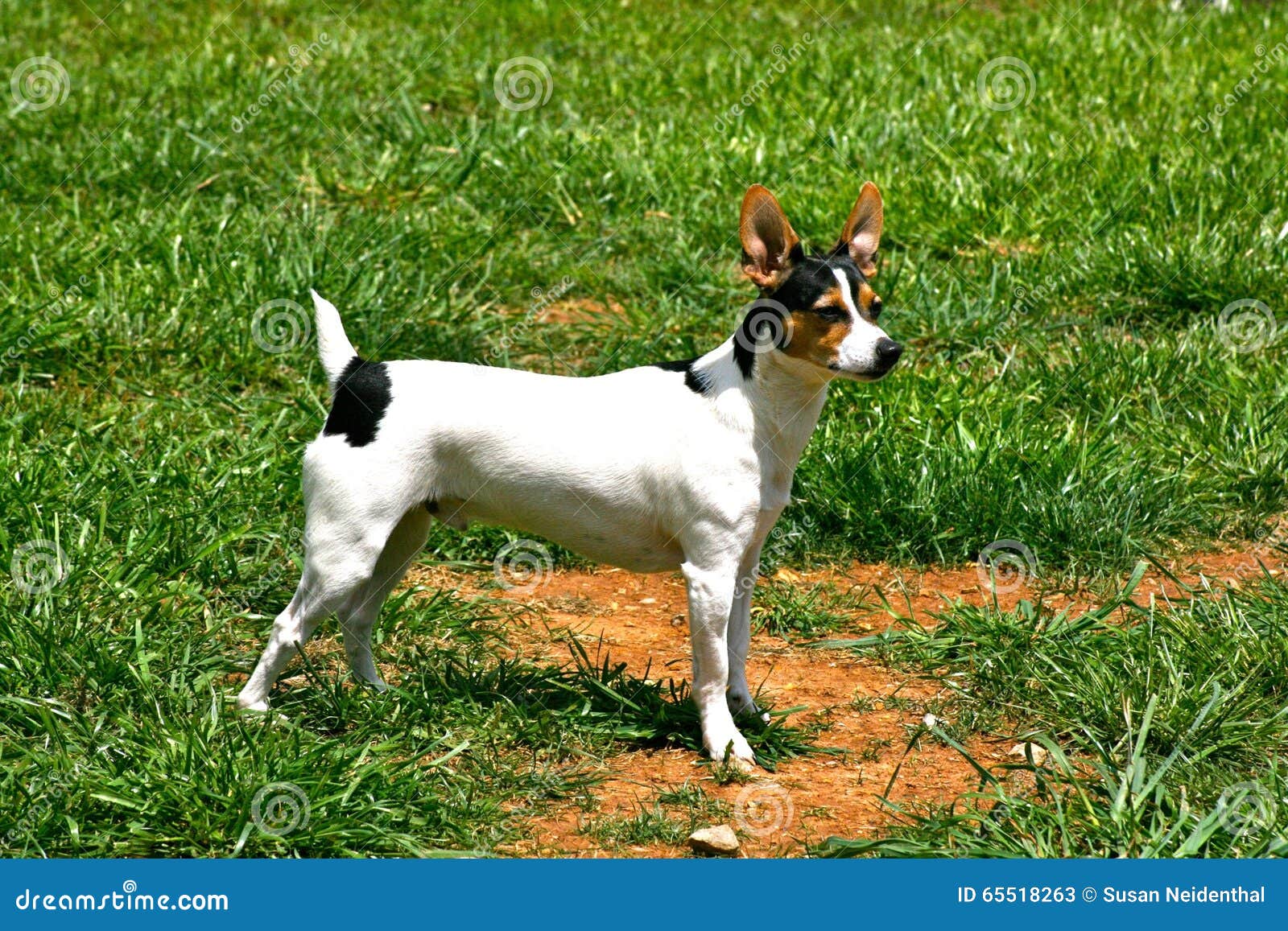 Rat Terrier stock image. Image of terrier, purebred, looking - 65518263
