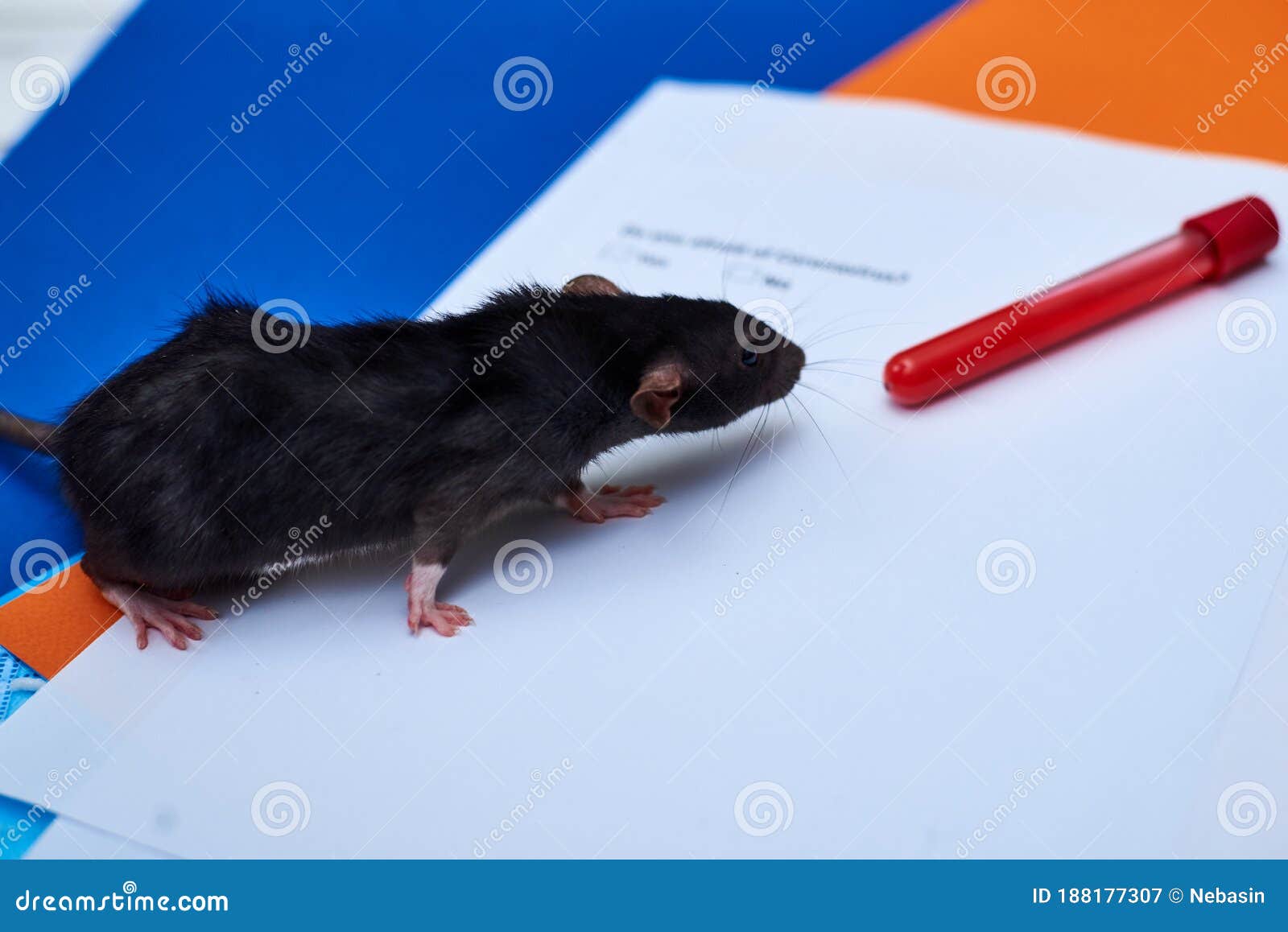 Rat Experimental Tube Photos - Free & Royalty-Free Stock Photos from ...