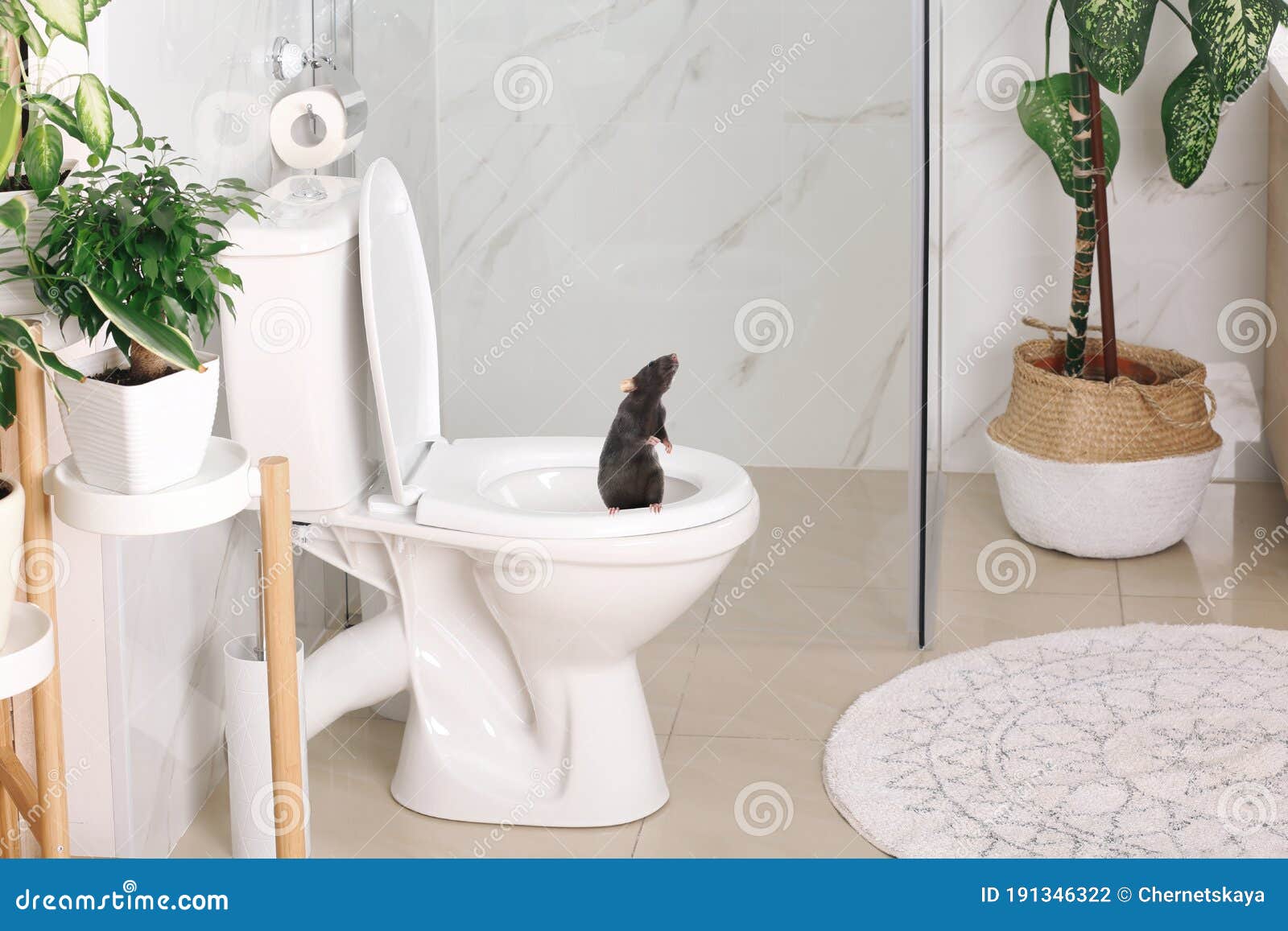 Rat on Toilet Bowl in Bathroom Stock Photo - Image of hygiene, concept ...