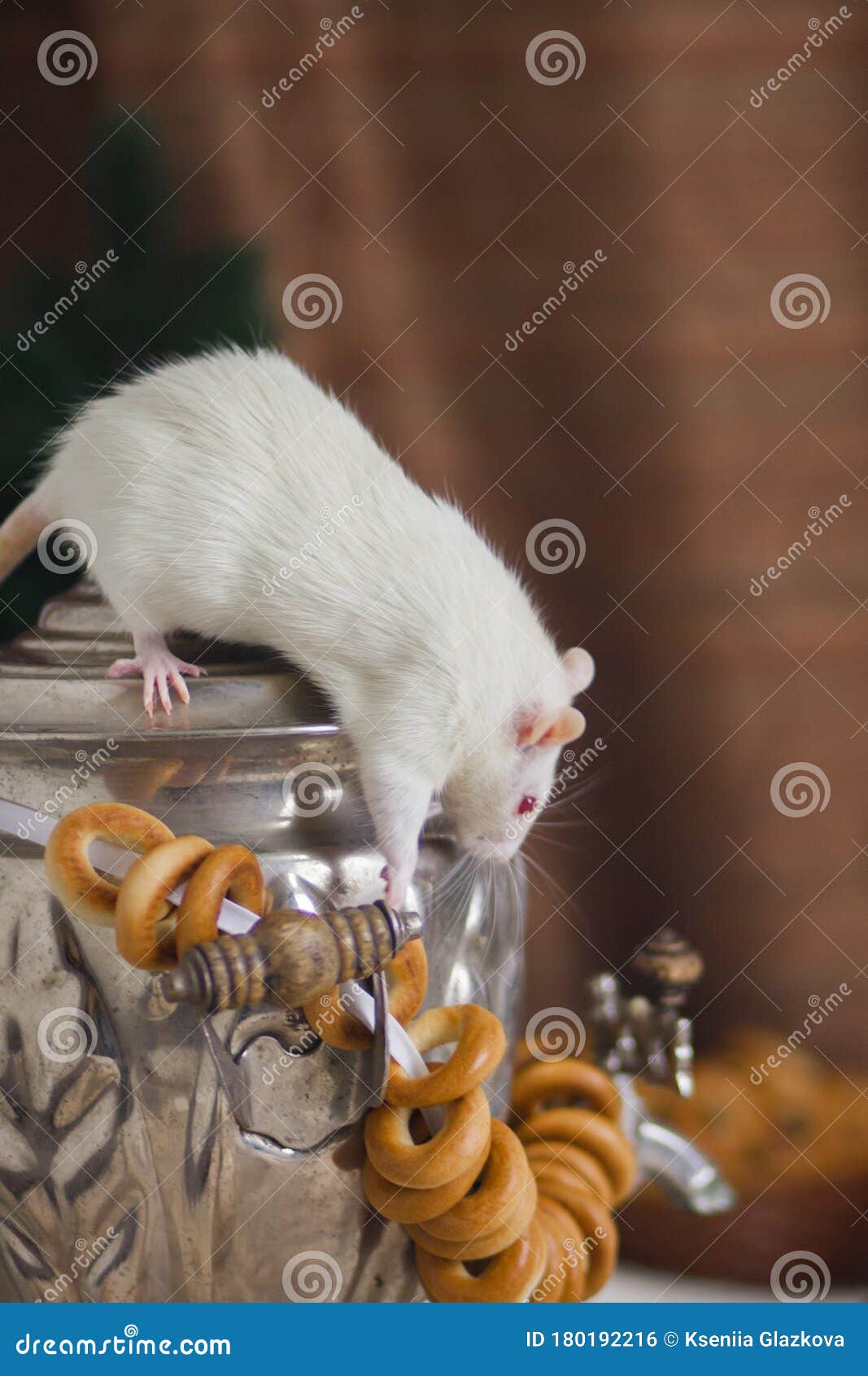 Rat and Traditional Russian Stock Photo - Image of rodent, funny: 180192216