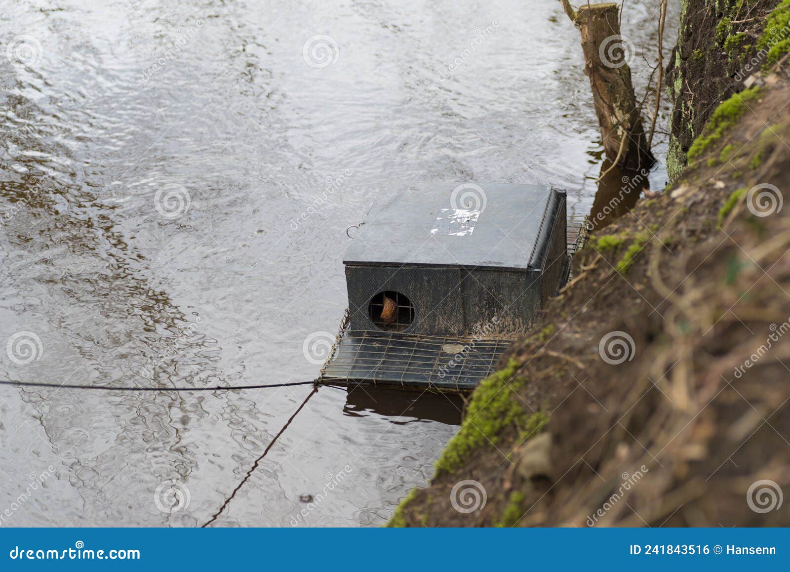 Rat trap stock photo. Image of water, steel, cage, forest - 241843516