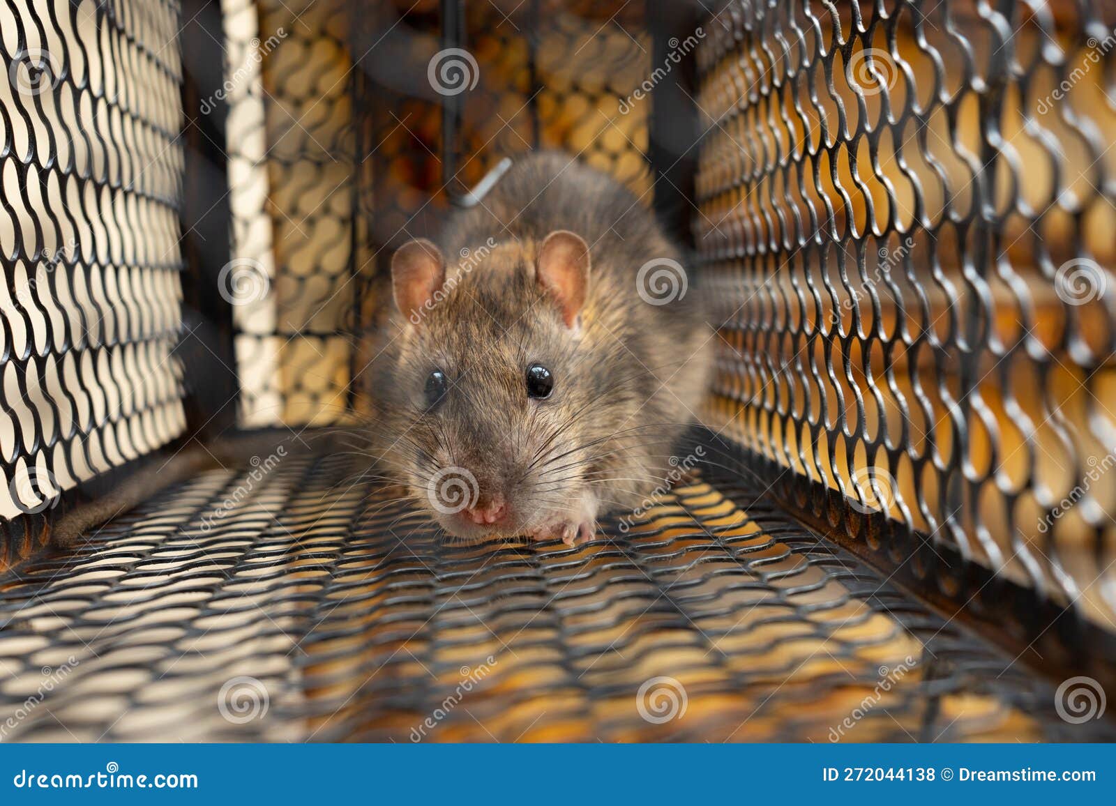 Rat trapped in the cage stock photo. Image of animal - 272044138