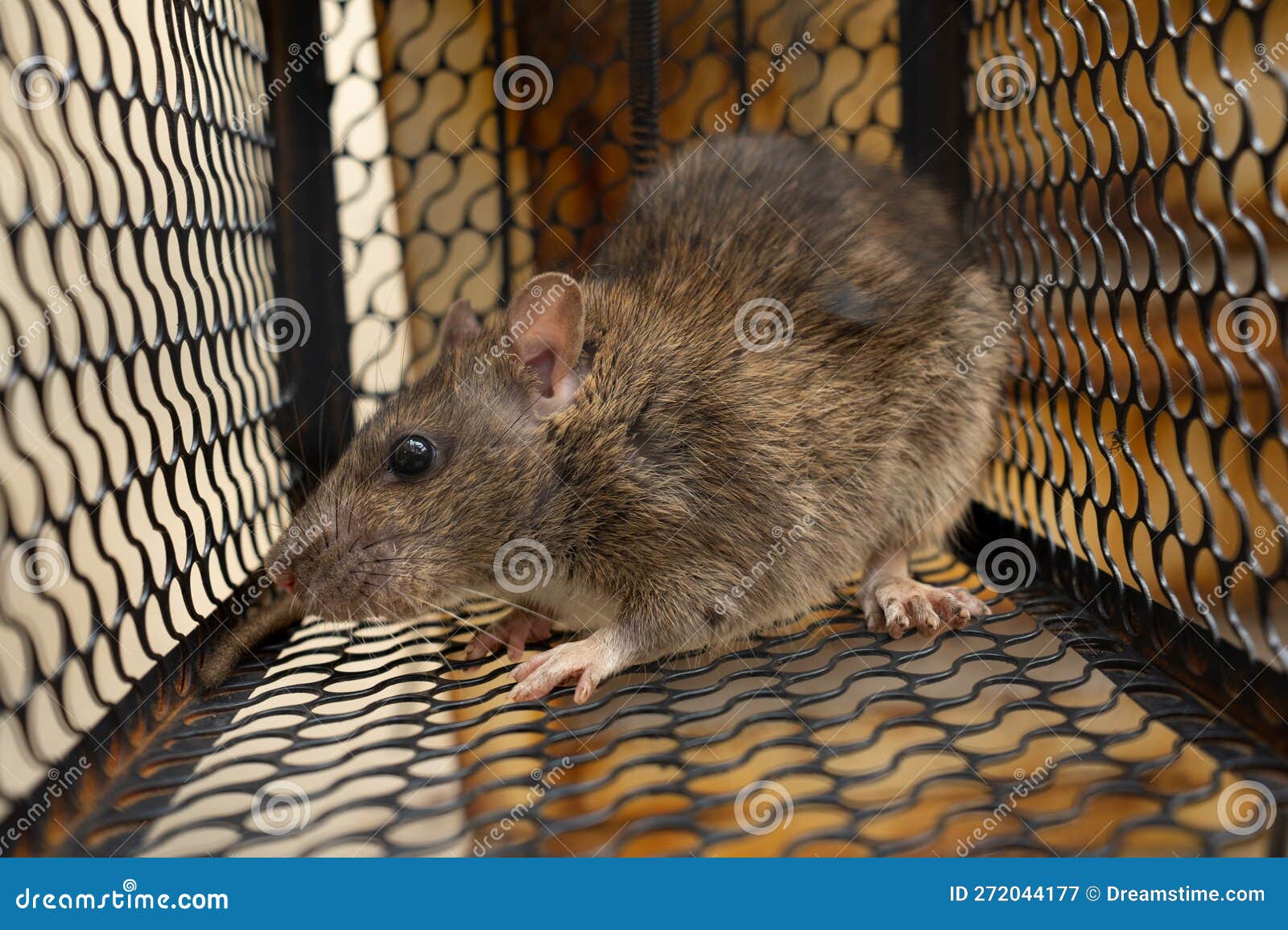 Rat trapped in the cage stock image. Image of life, live - 272044177