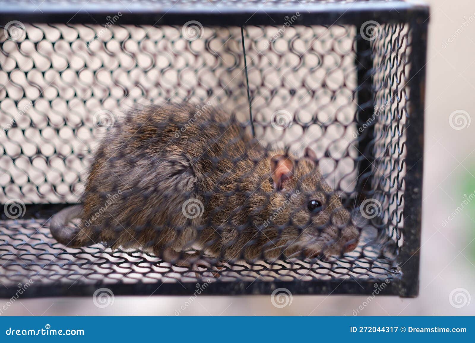 Rat trapped in the cage stock image. Image of life, fluffy - 272044317