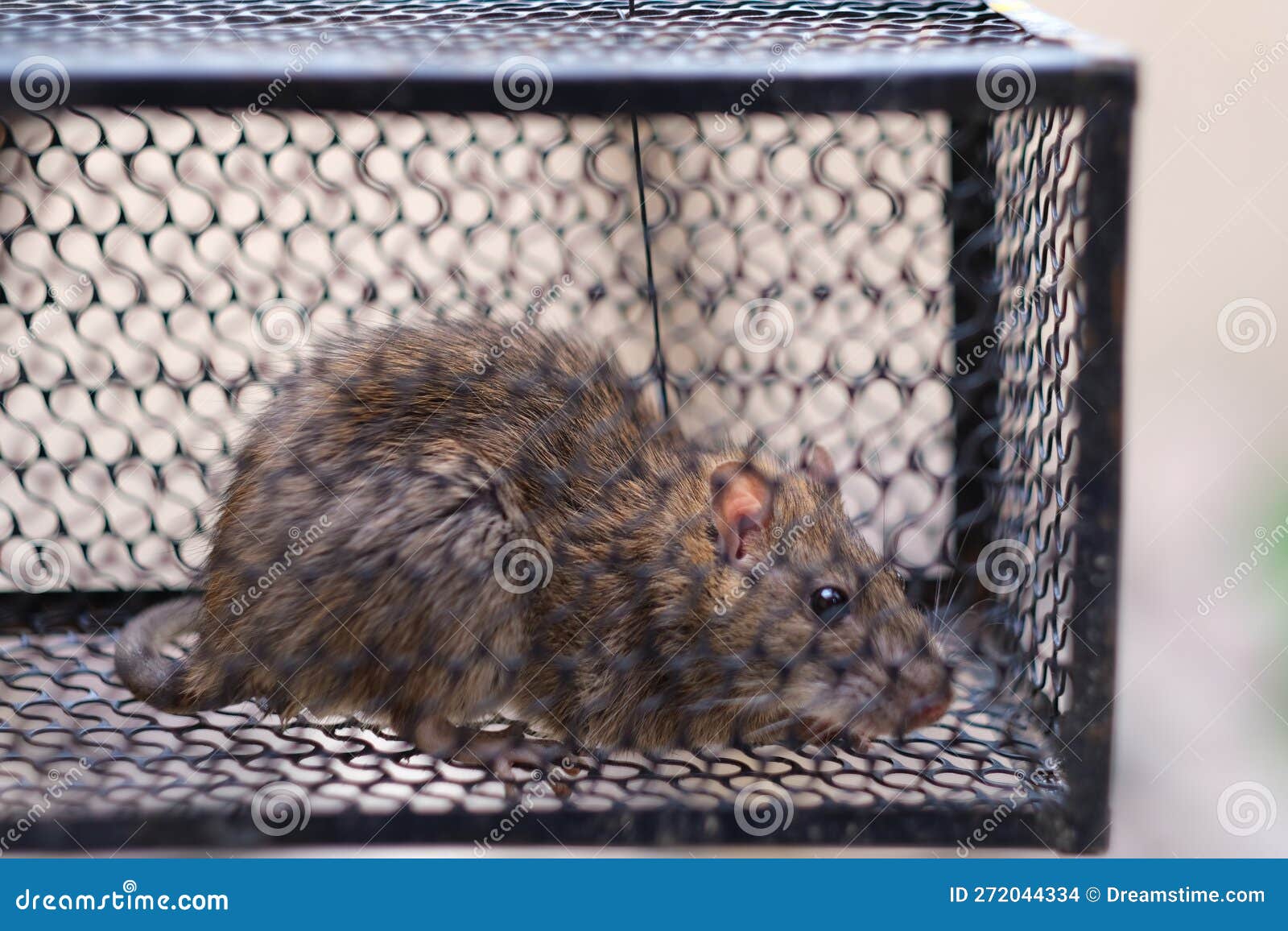 Rat trapped in the cage stock photo. Image of infestation - 272044334