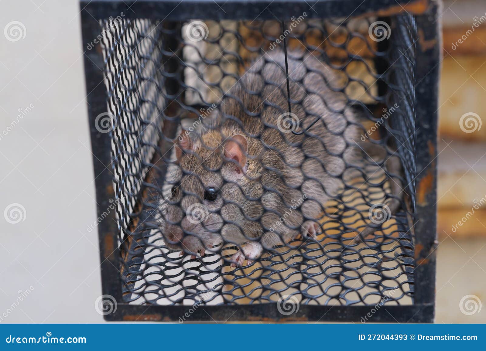 Rat trapped in the cage stock image. Image of domestic - 272044393