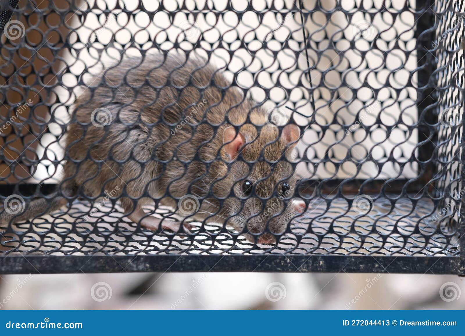 Rat trapped in the cage stock image. Image of bait, danger - 272044413