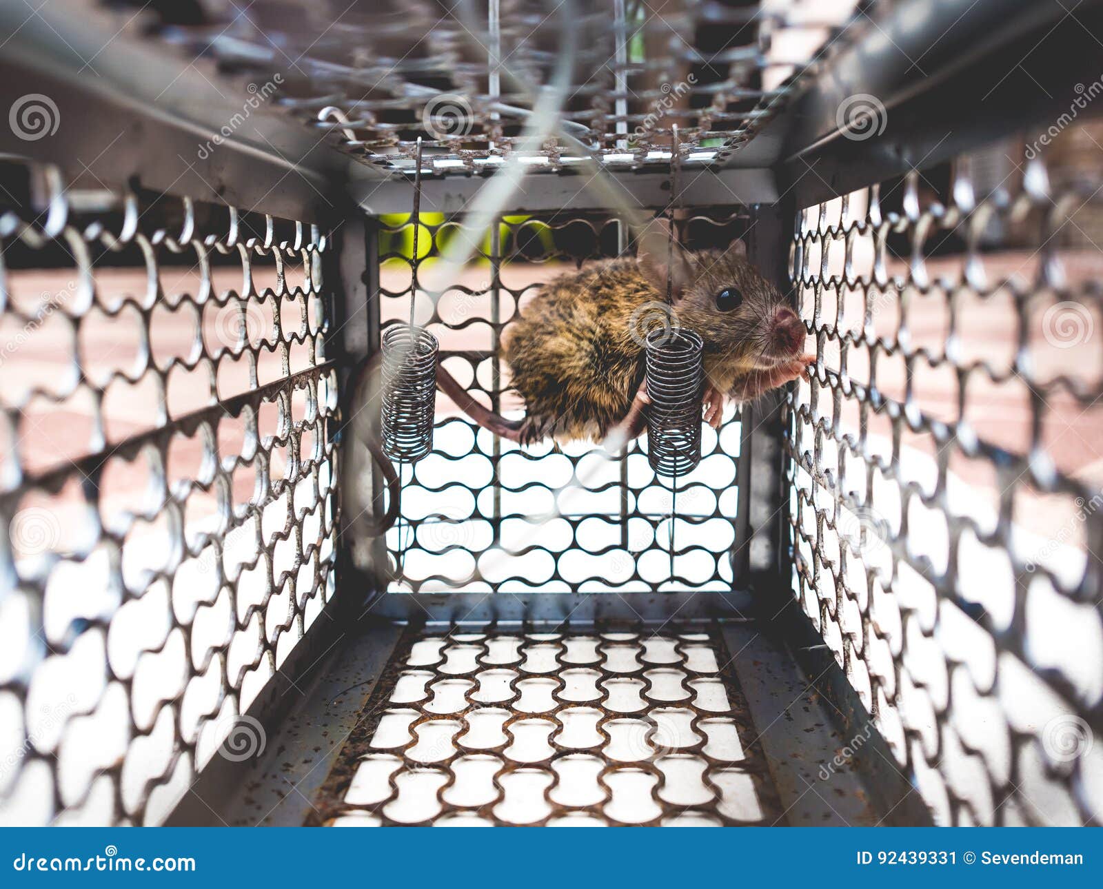 Rat trapped in a cage. stock image. Image of disease - 92439331
