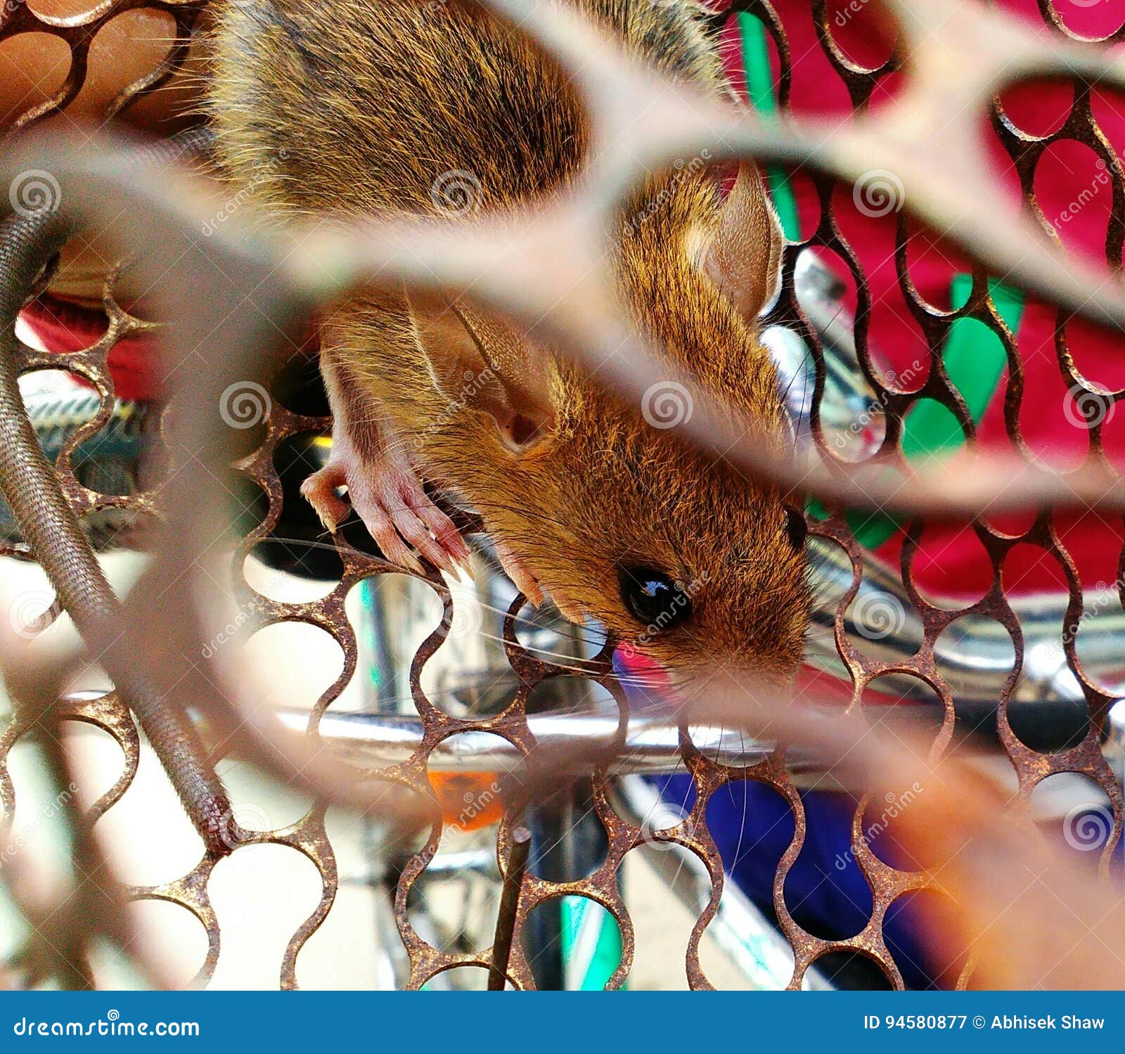 Rat stock image. Image of rattrap, inside, trapped - 94580877