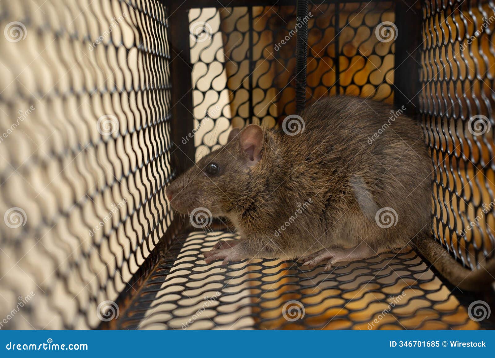 Rat Trapped in an Iron Cage Stock Image - Image of escape, fear: 346701685