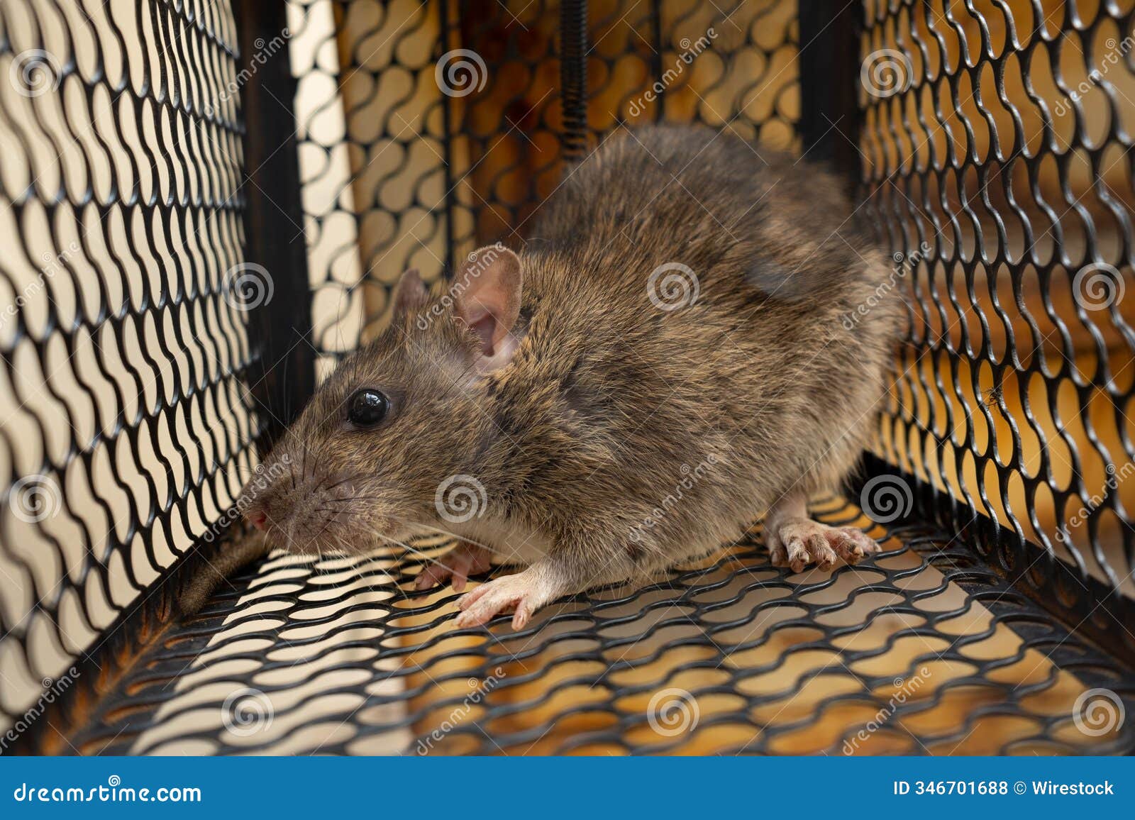 Rat Trapped in an Iron Cage Stock Photo - Image of furry, small: 346701688