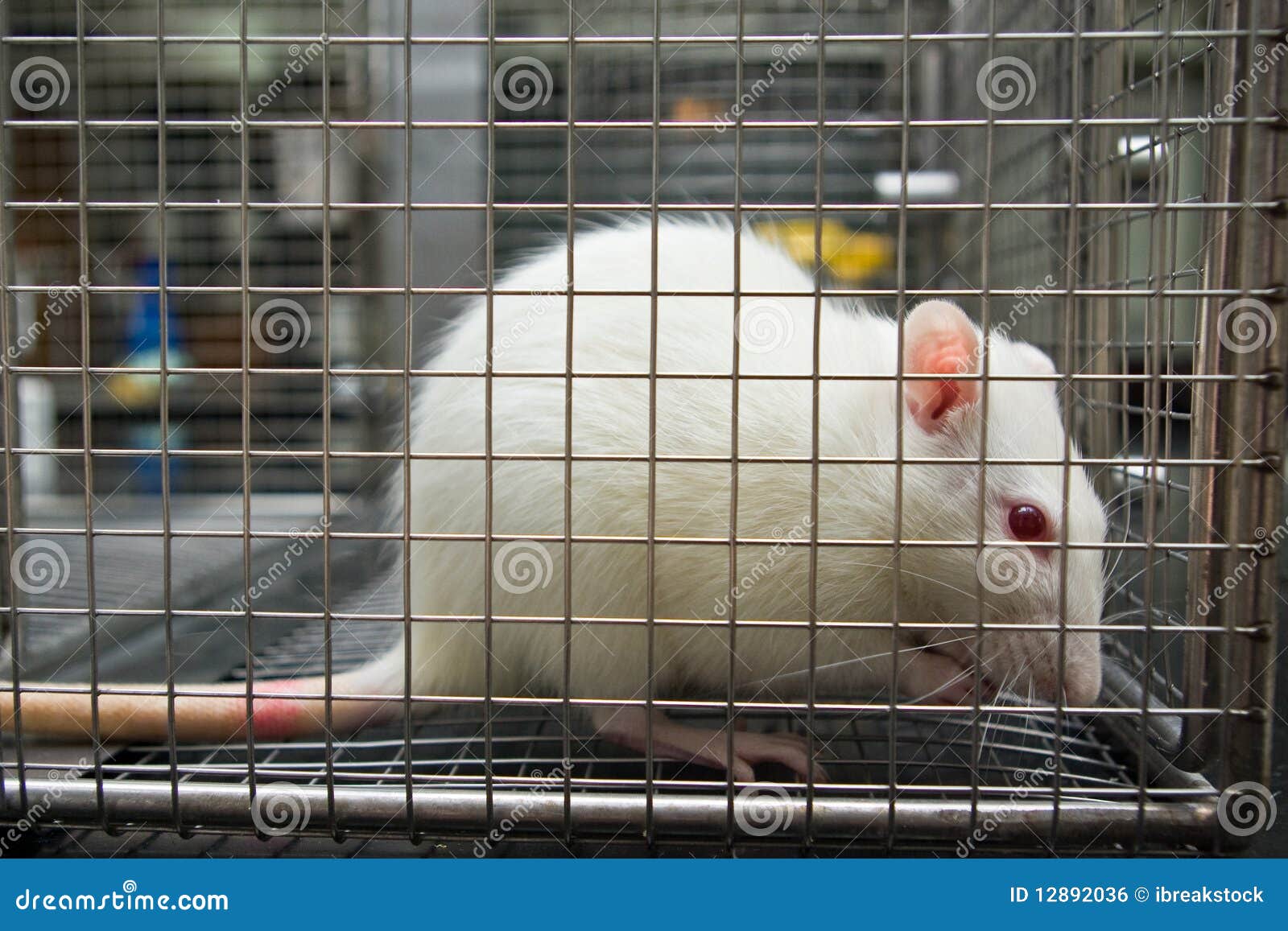 Rat Trapped in a Metal Cage Stock Photo - Image of body, closeup: 12892036