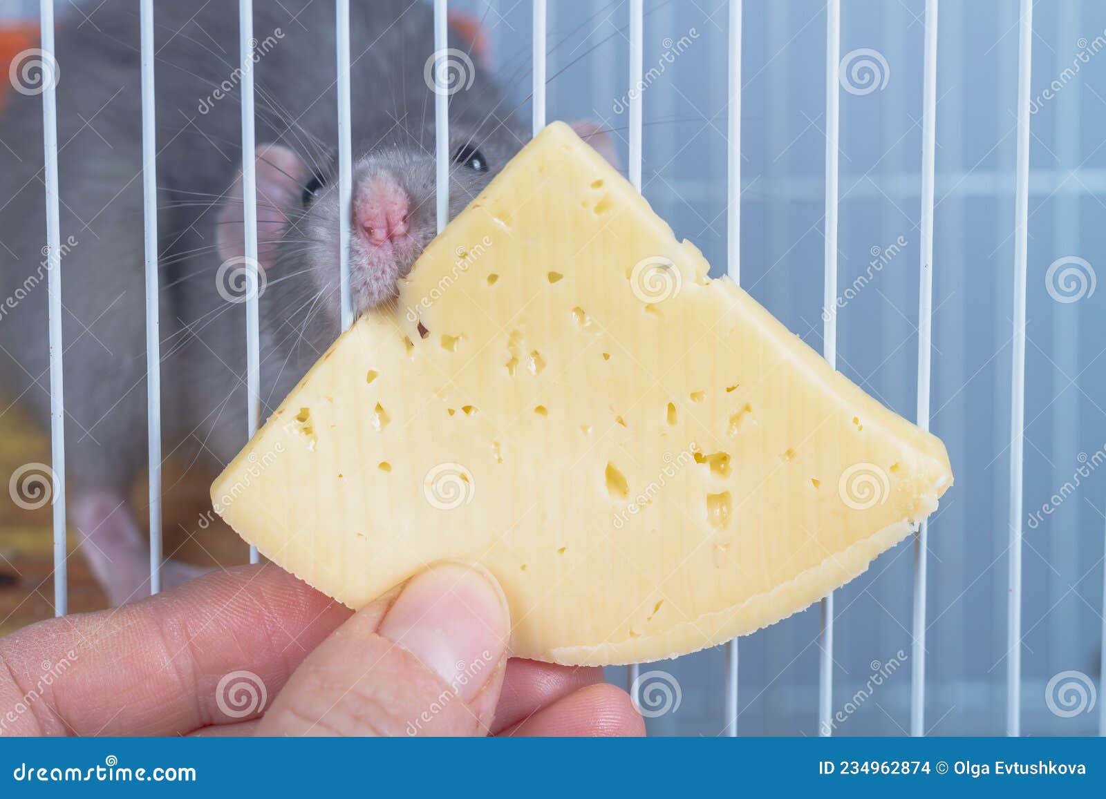 The Rat Tries To Get and Bite Off a Piece of Cheese through the Bars of ...