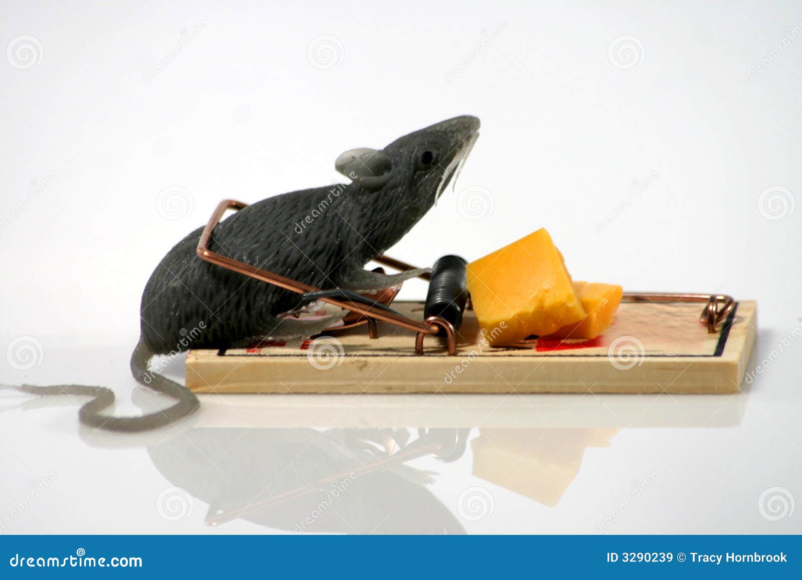 Rat in val stock afbeelding. Image of muis, vangst, veren - 3290239