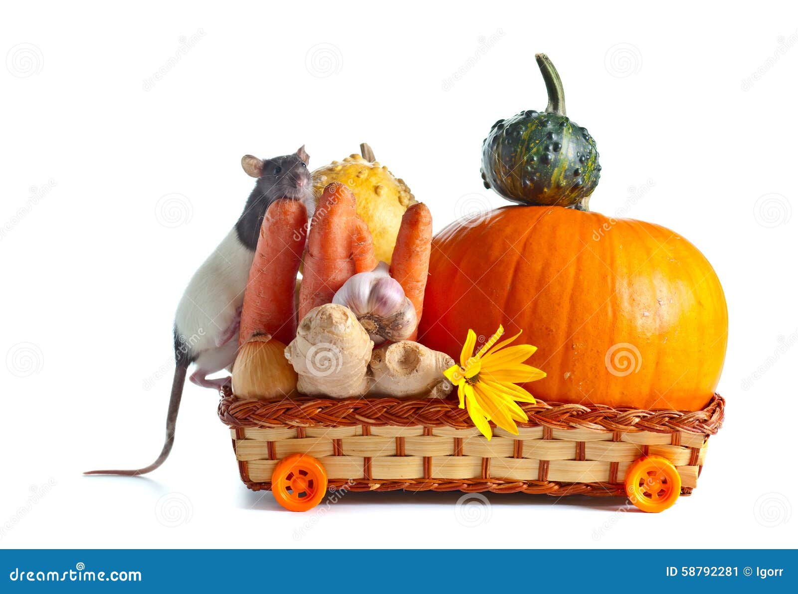 Rat and vegetables stock image. Image of eating, ginger - 58792281